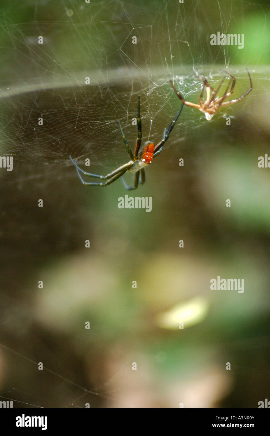 Large spiders in a web in the south pacific Stock Photo - Alamy