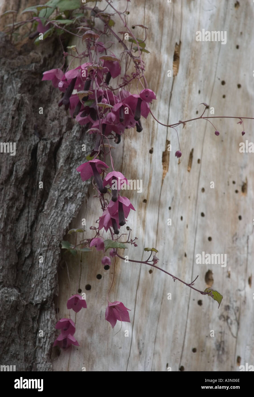 Purple Bell Vine Stock Photo - Alamy