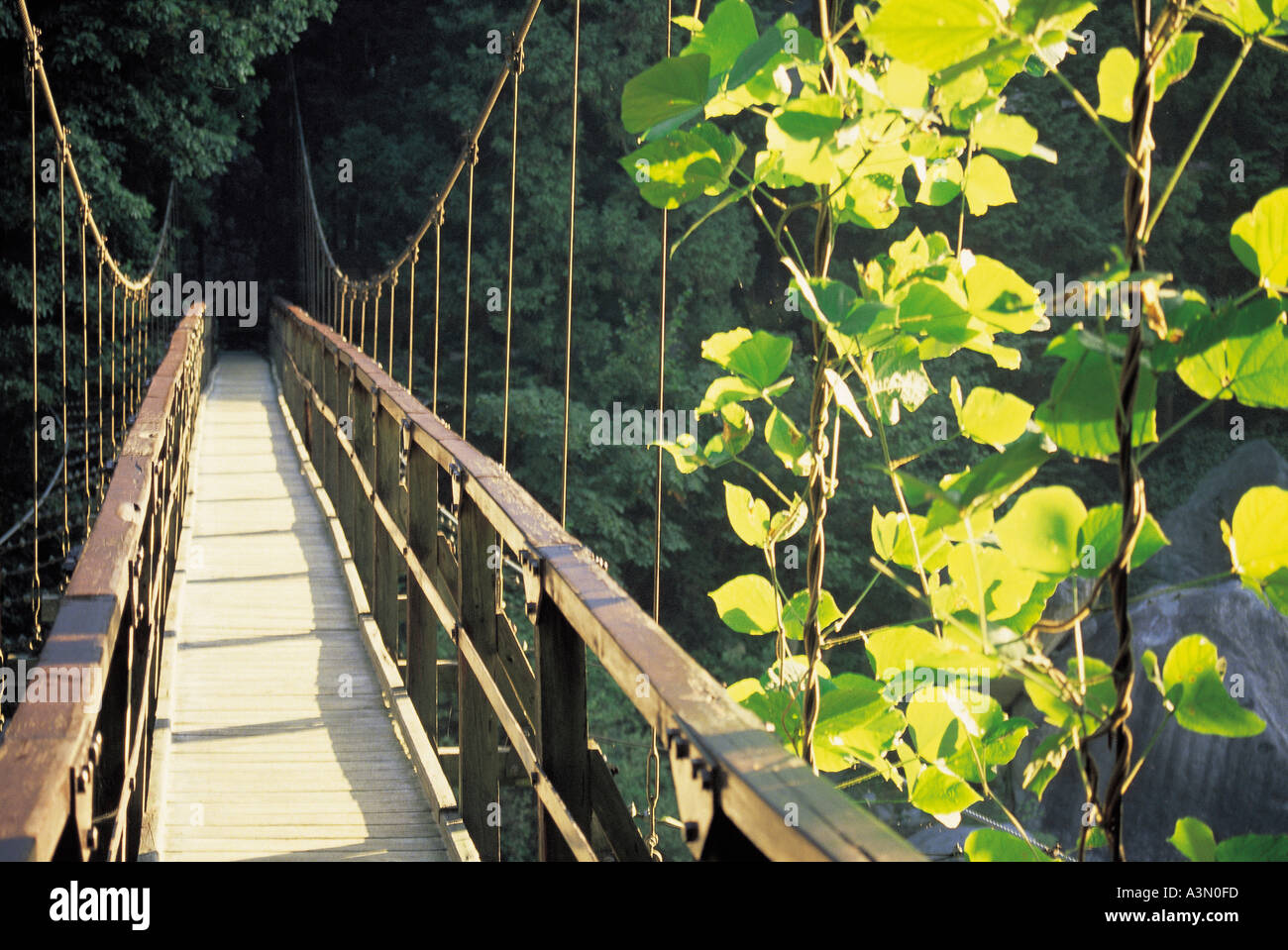 Architecture Nature Bridge Trees Stock Photo - Alamy