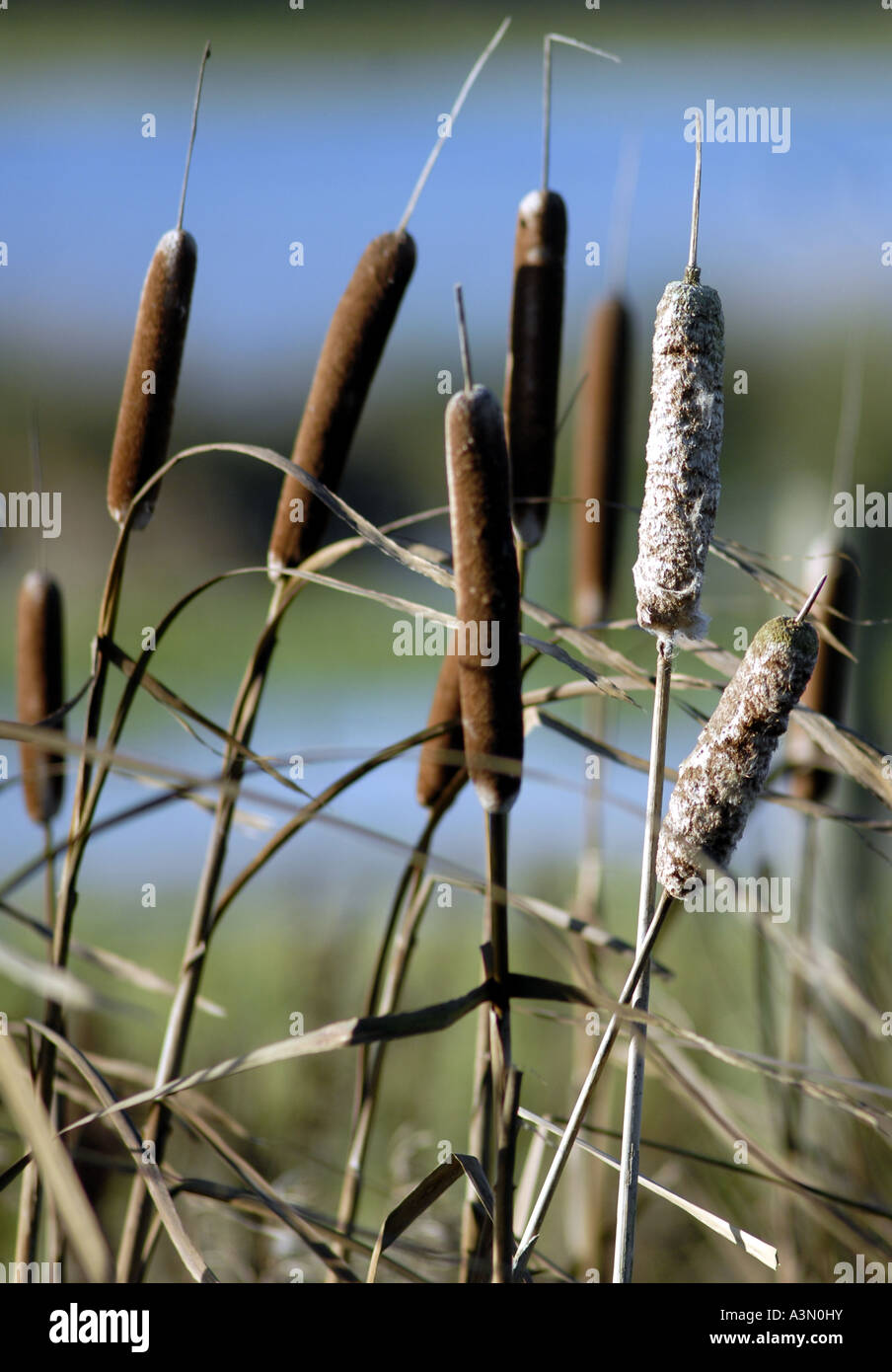 Great reedmace, River Avon, Worcestershire Stock Photo - Alamy
