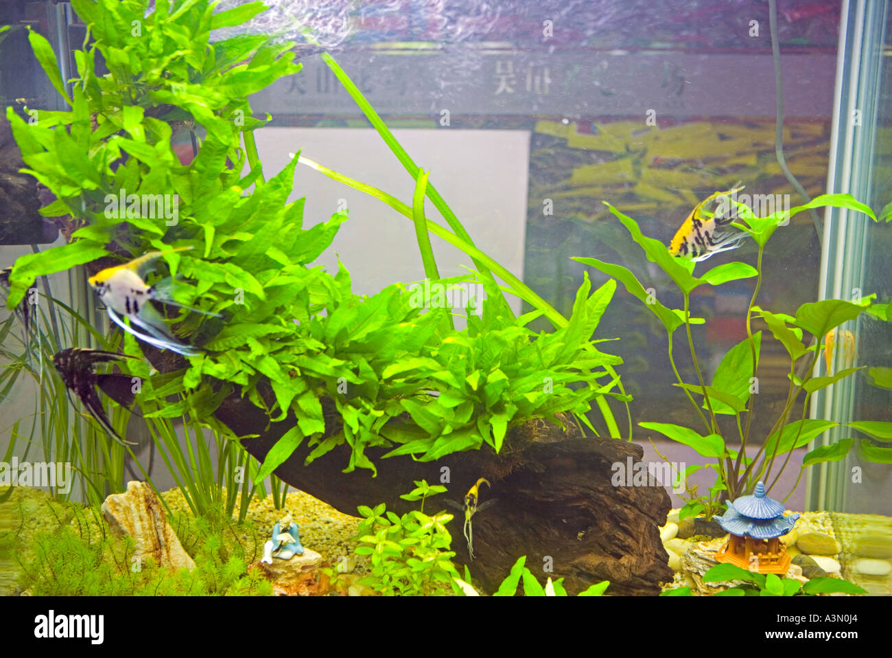 Bright asian fish aquarium hi-res stock photography and images - Alamy