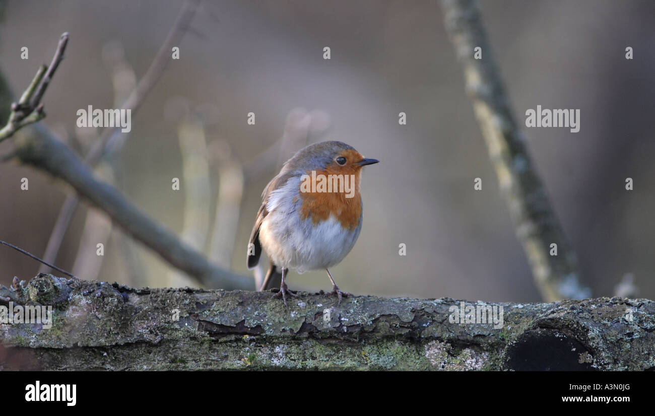 A Robin on apple tree branch, Worcestershire Stock Photo - Alamy