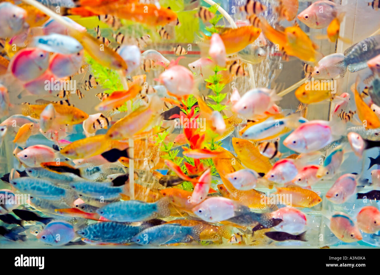CHINA HANGZHOU Aquarium full of brightly colored tropical fish for sale ...