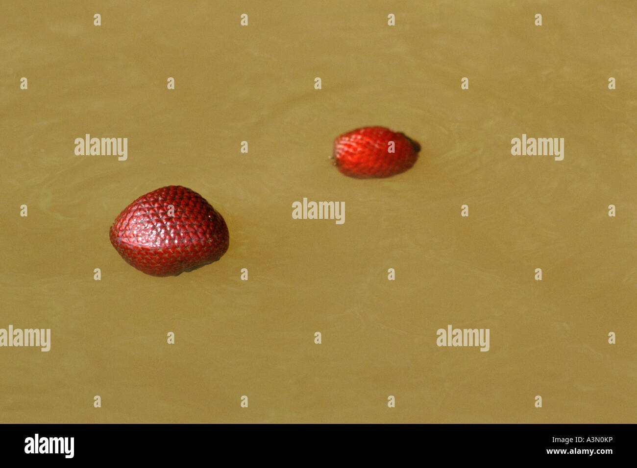 Water seed dispersal hi-res stock photography and images - Alamy