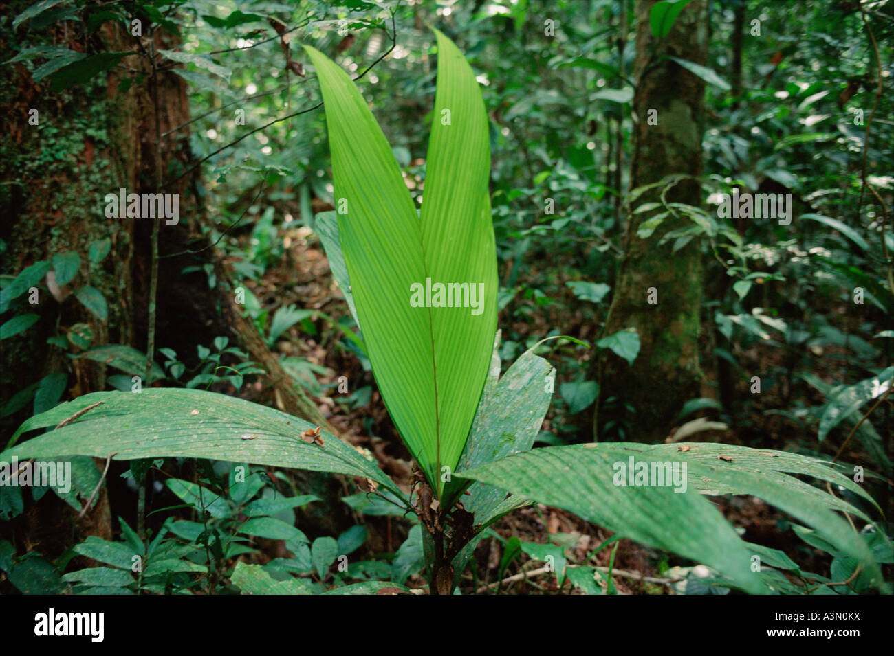 Small palm Geonoma sp in rainforest undergrowth Amazon Region Tropical ...