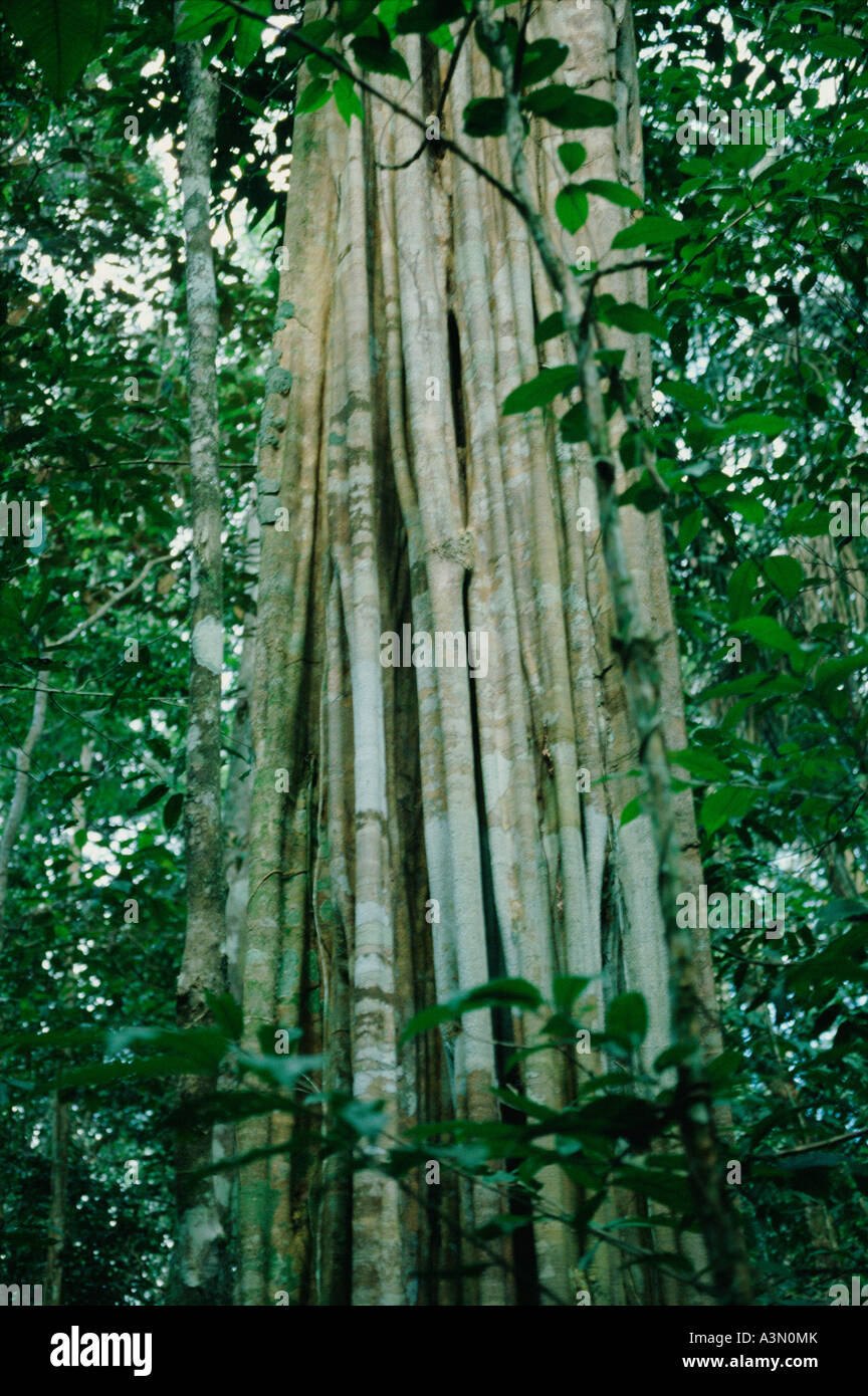Sulcate trunk of carapanauba tree Aspidospermum sp of Apocynaceae ...