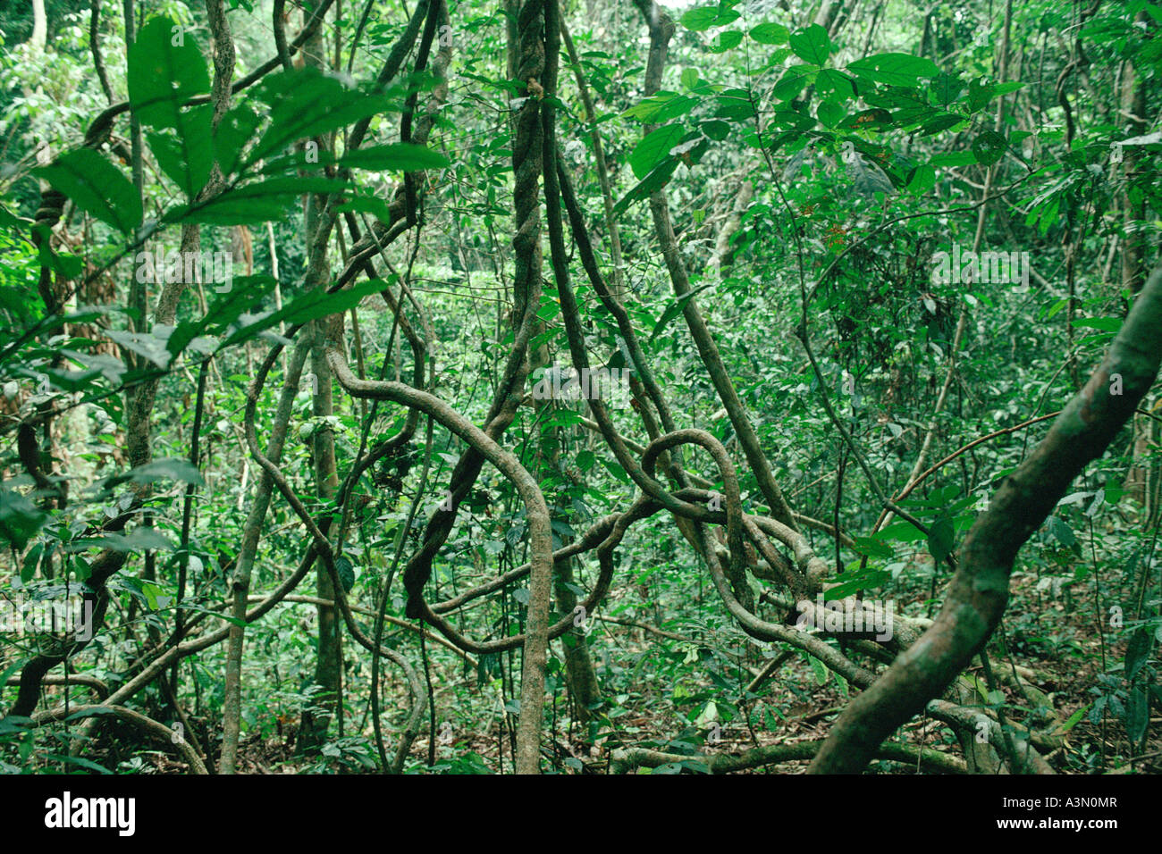 Tangle of lianas in lowland Tropical Rain Forest, Gabon, Africa Stock ...