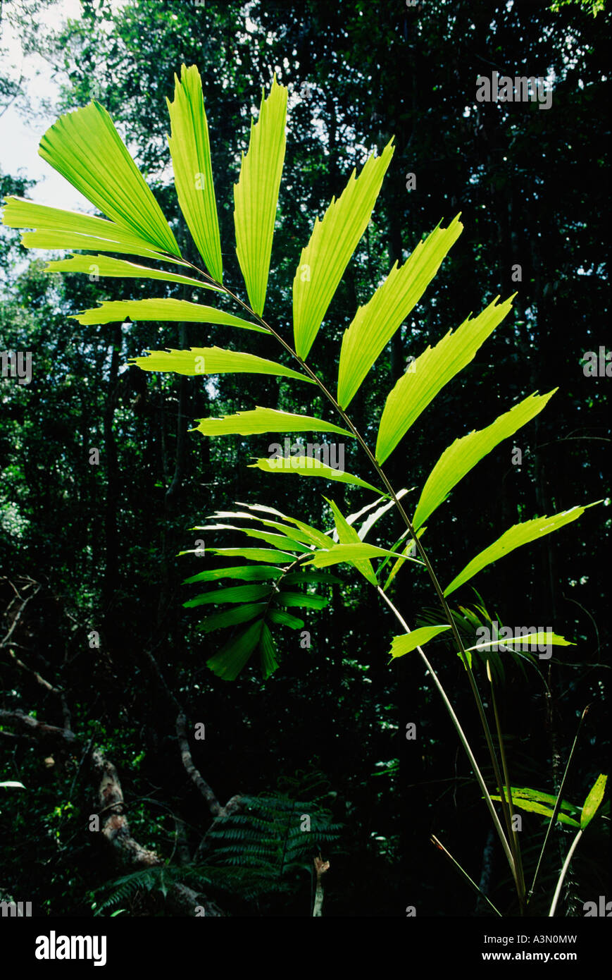 Young backlit leaf or frond of palm Socratea exorrhiza. Tropical ...