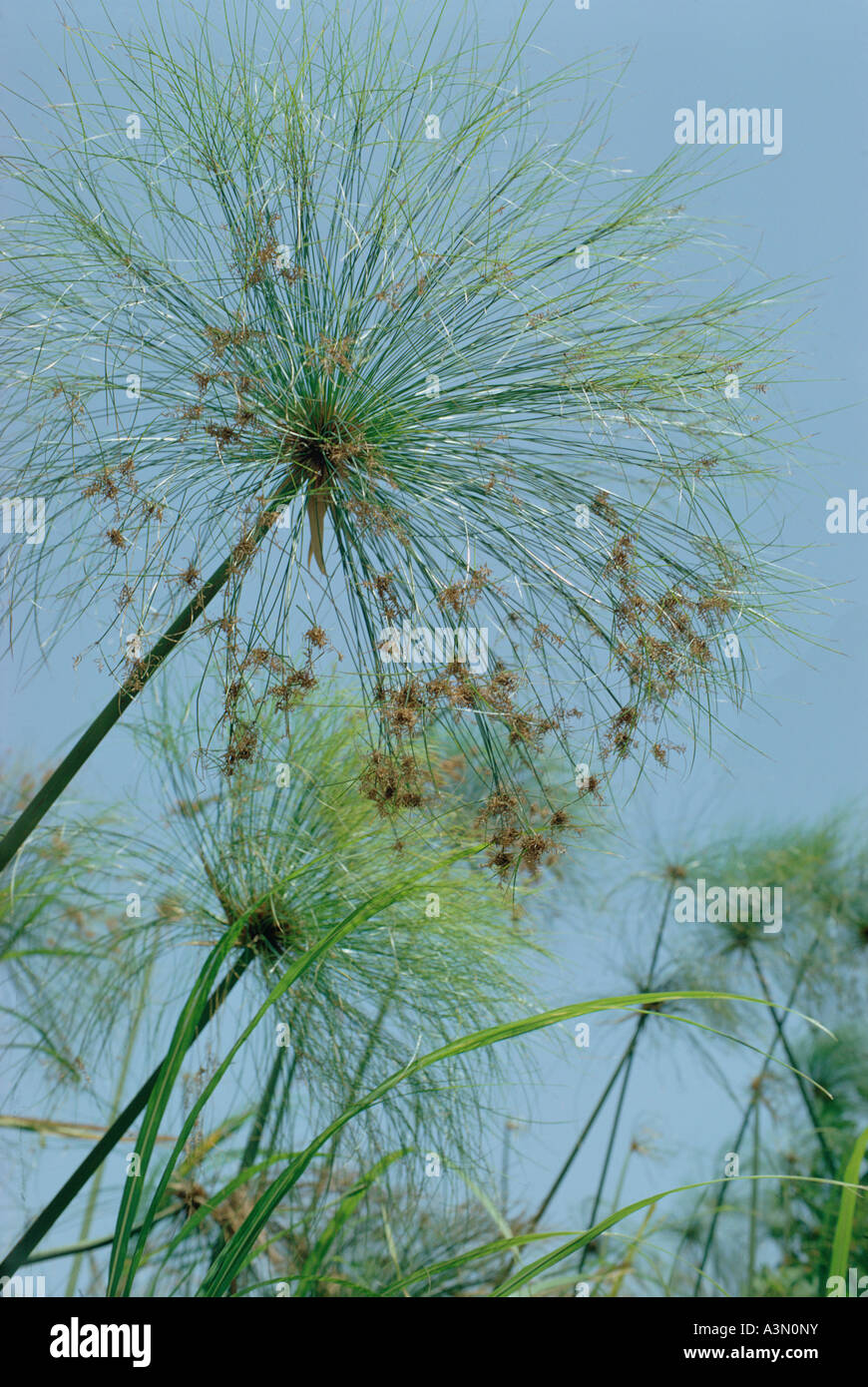 Cyperus papyrus of Cyperaceae family lake side and marshes of Islands ...