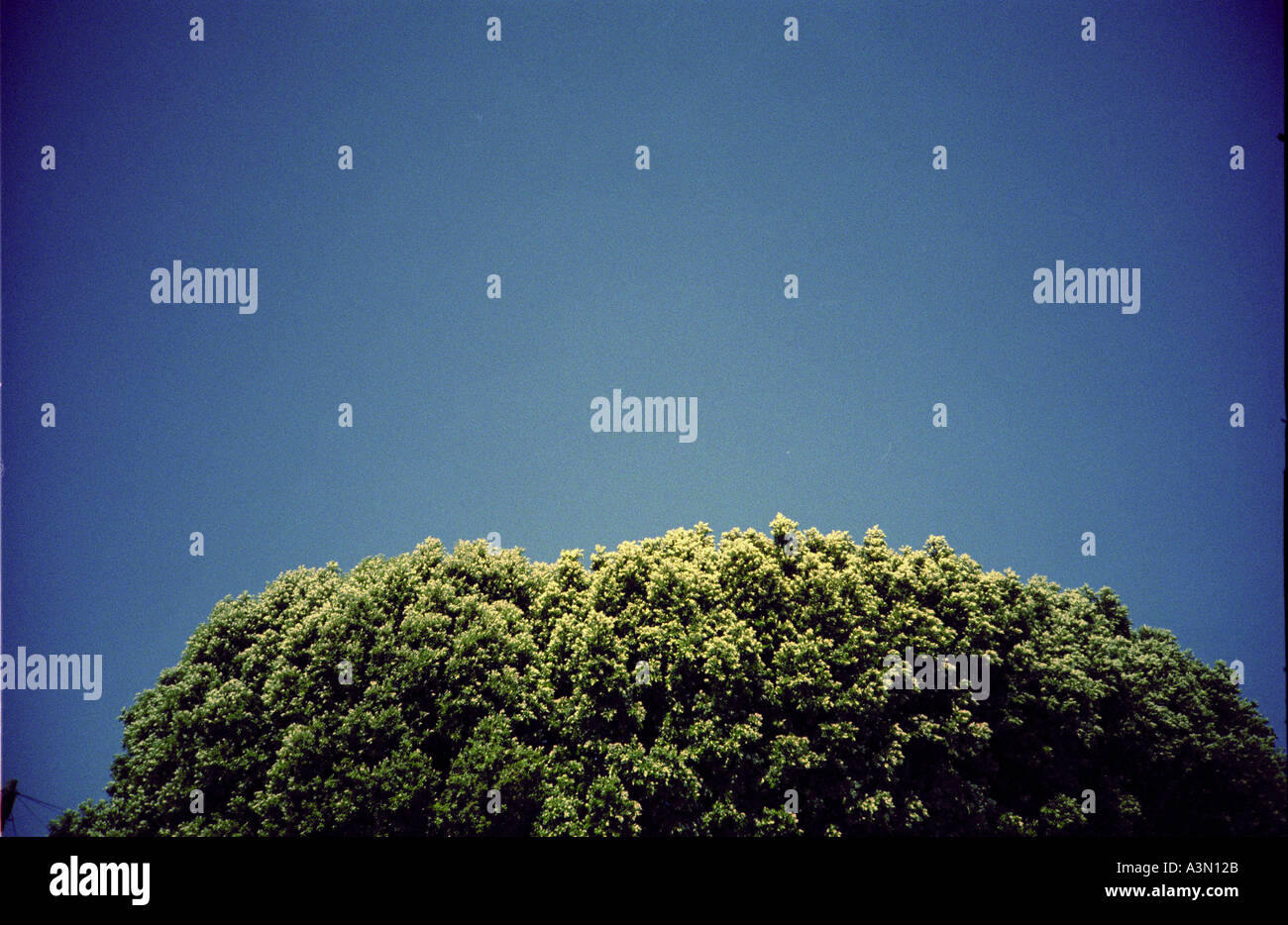 Oak tree under leaves hi-res stock photography and images - Alamy