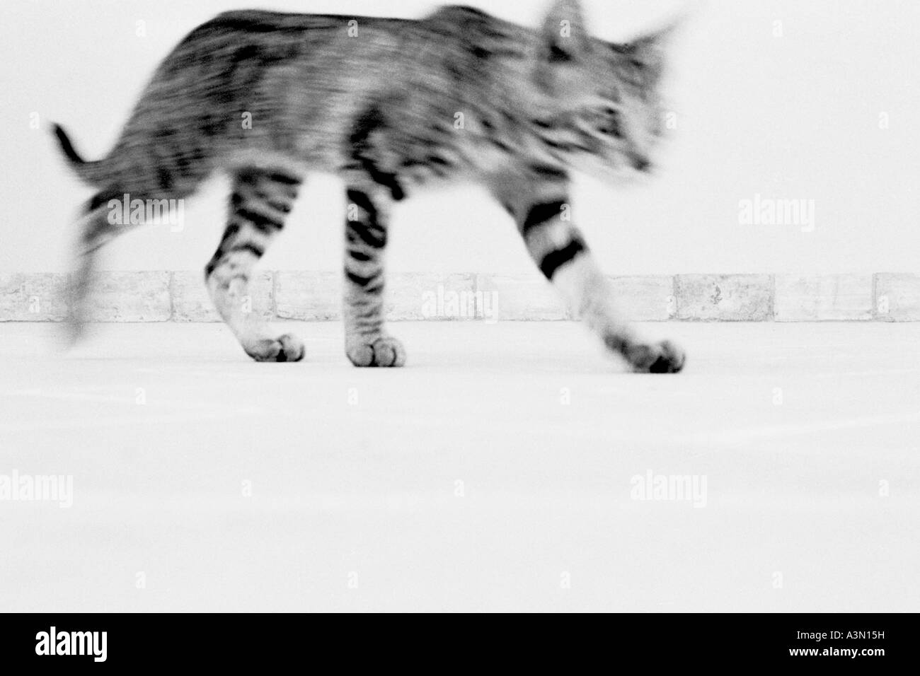 Cat movement hi-res stock photography and images - Alamy