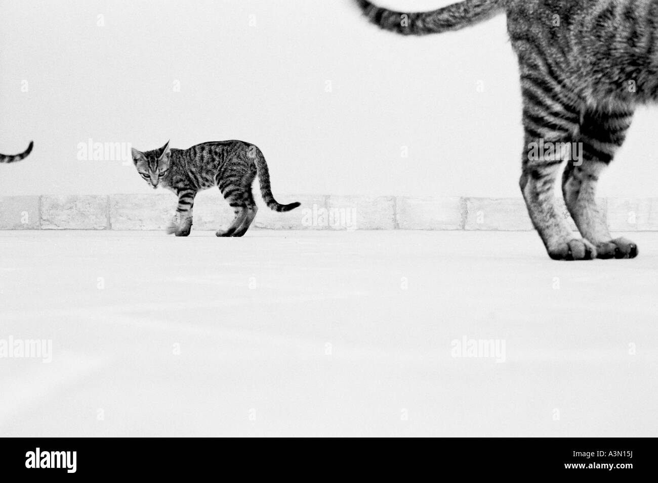 Animals tails Black and White Stock Photos & Images - Alamy