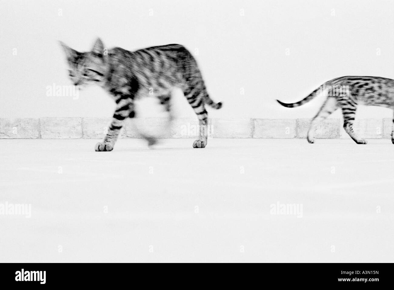 Feline postures movements hi-res stock photography and images - Alamy