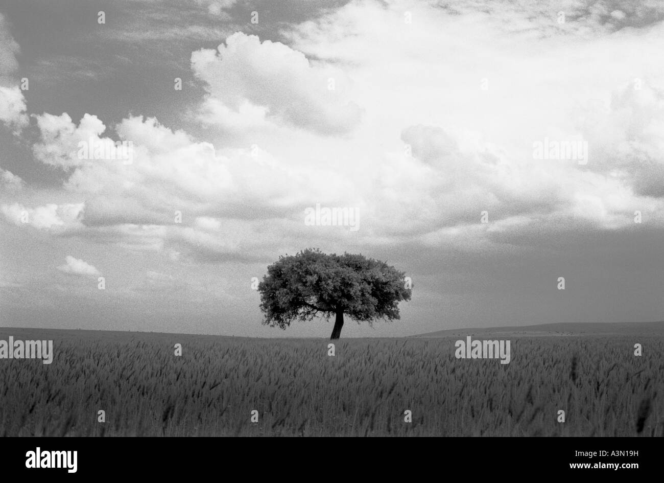 Tree in rural landscape Black and White Stock Photos & Images - Alamy