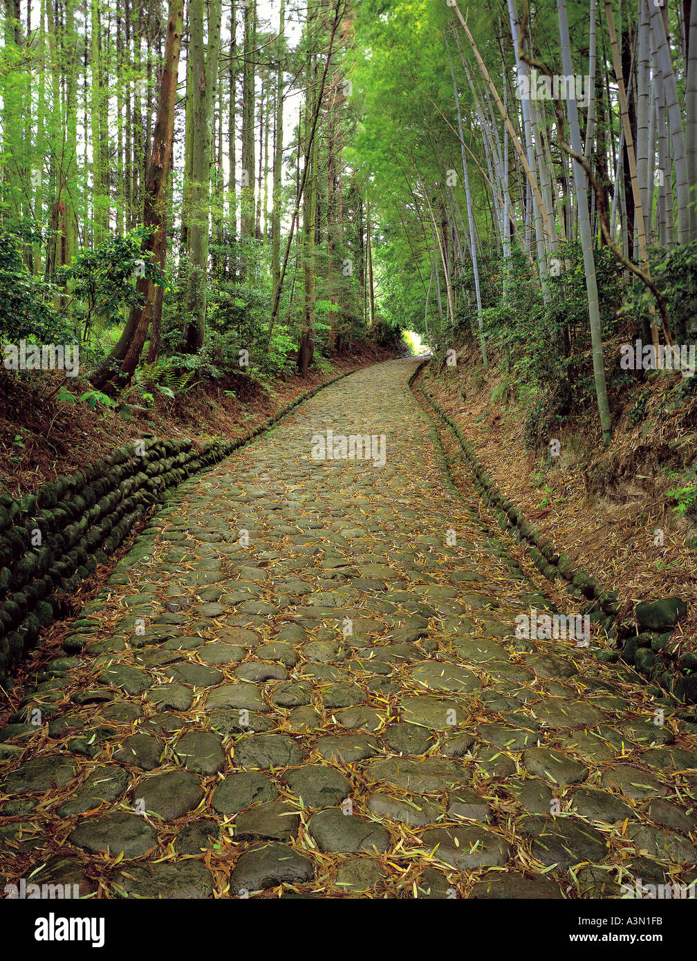 Nature Path Trees Forests Stock Photo - Alamy