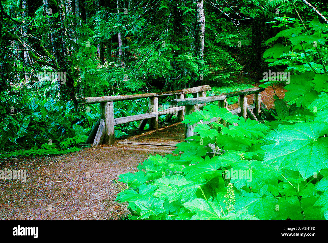 Longmire nature trail hi-res stock photography and images - Alamy