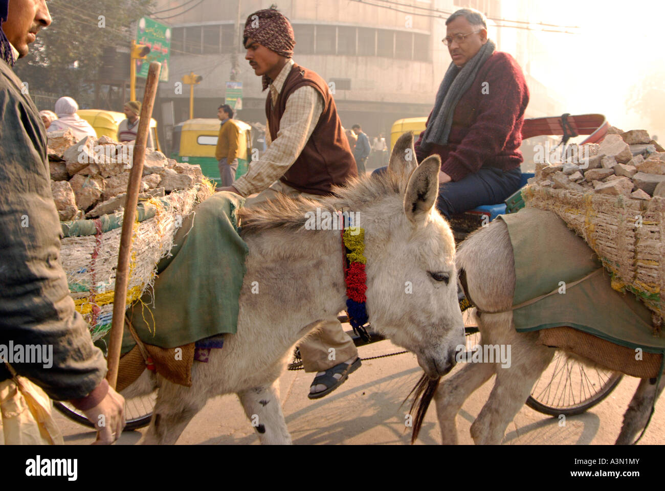 Burros carrying stone across street in, New Delhi, India Stock Photo ...