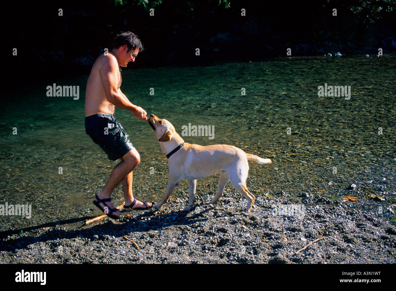 Man playing with Yellow lab at Skykomish river, Washington Stock Photo ...