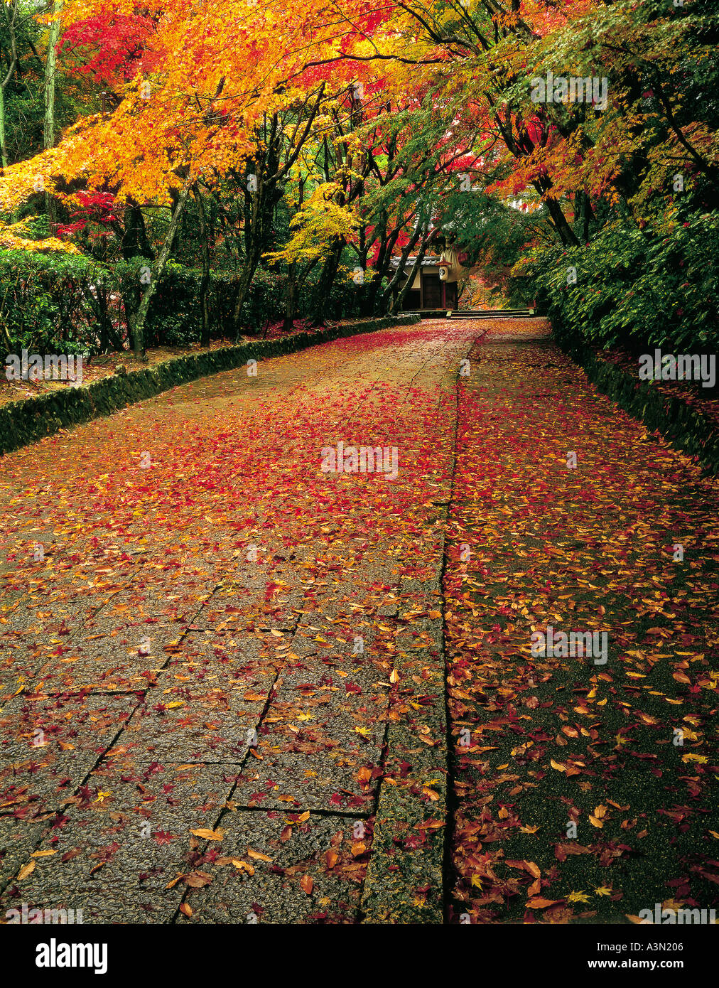 Nature Path Street Trees Stock Photo - Alamy