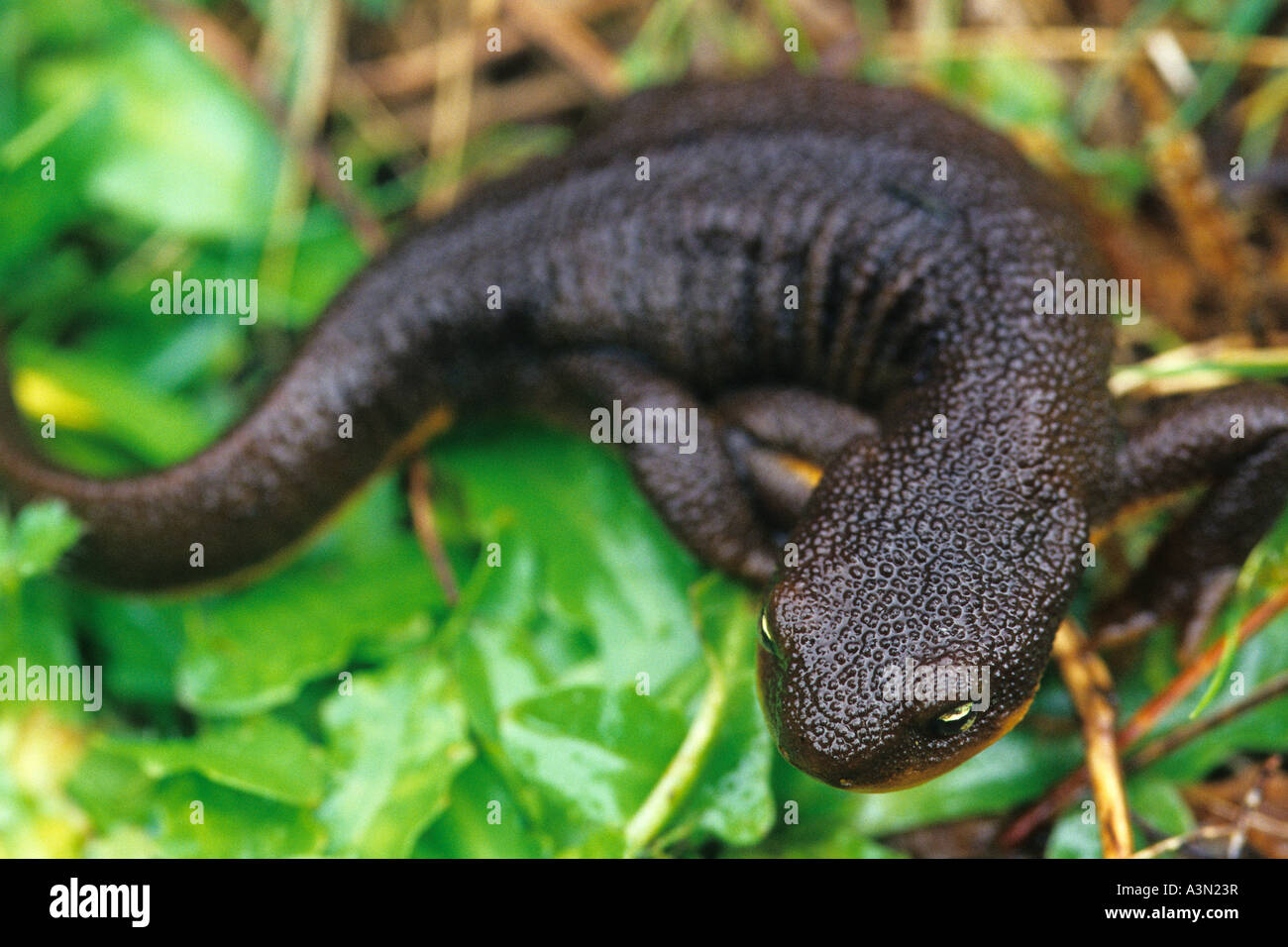 Western Newt (Taricha granulosa), Oregon Coast Stock Photo - Alamy