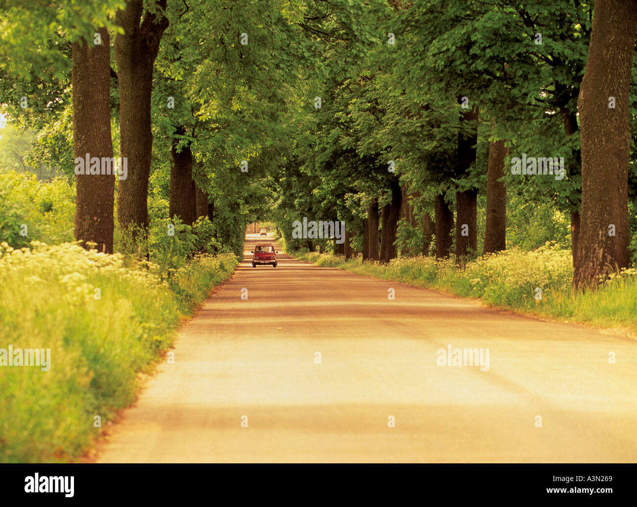 Road Transportation Nature Cars Trees Stock Photo - Alamy