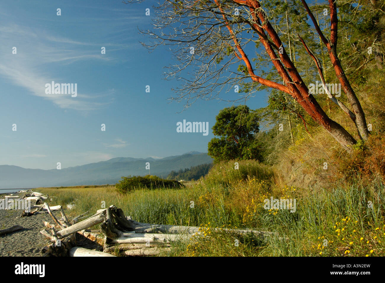 Madrona Trees and driftwood, Sequim Bay, Port Williams, Washington ...