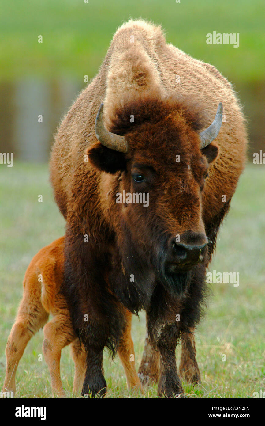 Baby Bison nursing from mother, Yellowstone National Park, Wyoming ...