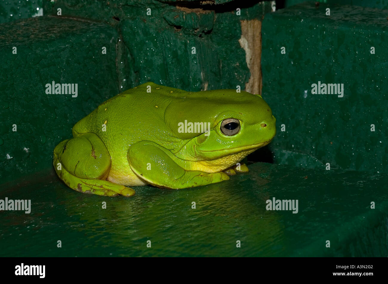 Frog - a constant shower companion Stock Photo - Alamy