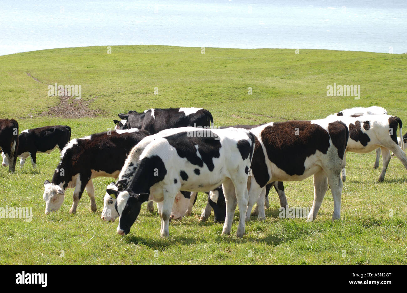 Friesian cows graze in field Stock Photo - Alamy