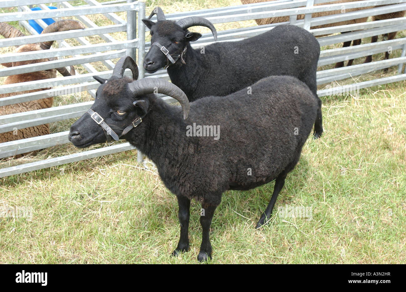 Hebridean cows hi-res stock photography and images - Alamy