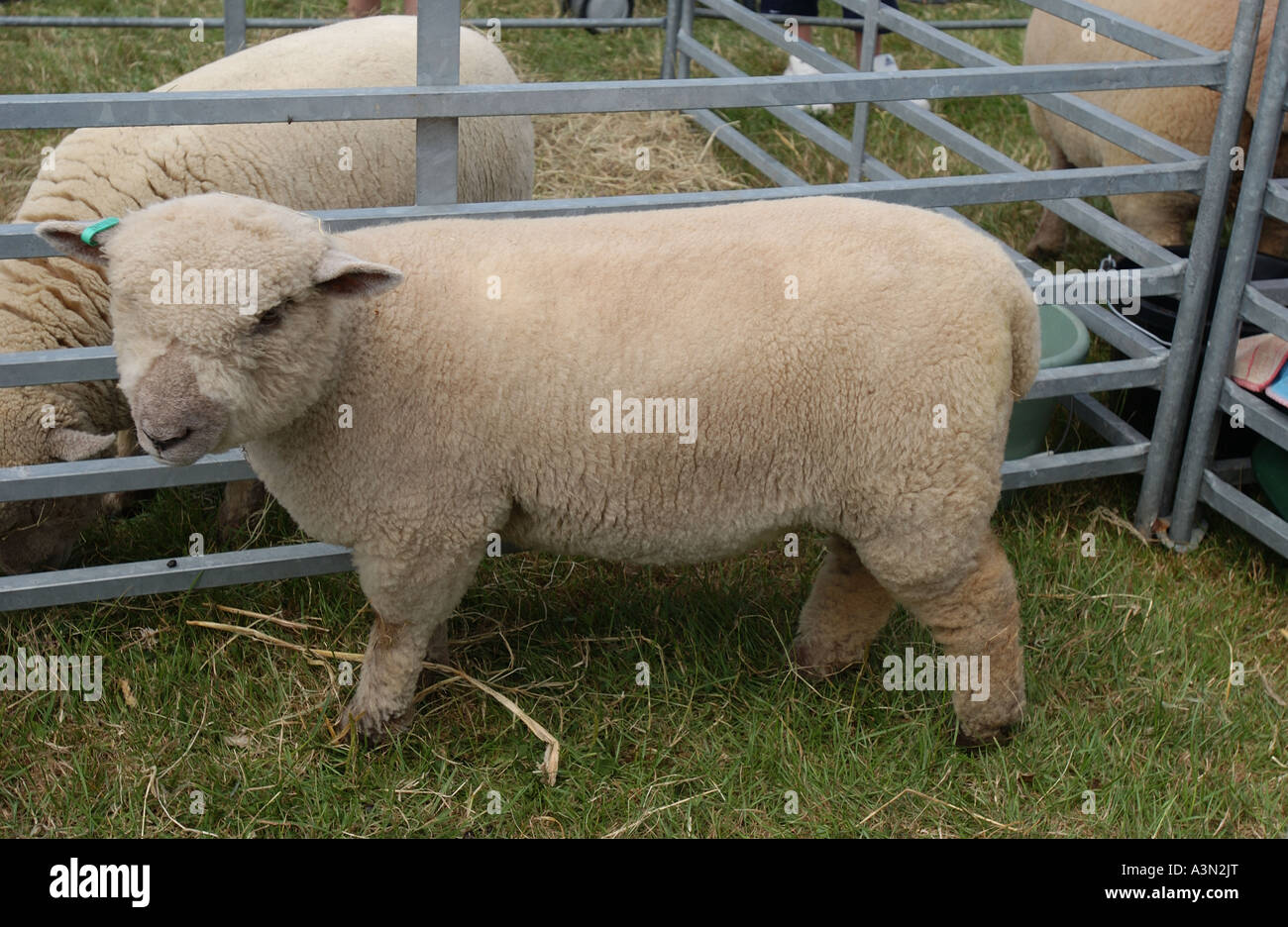 southdown sheep at Weild & down Museum. Singleton. Sussex Stock Photo ...