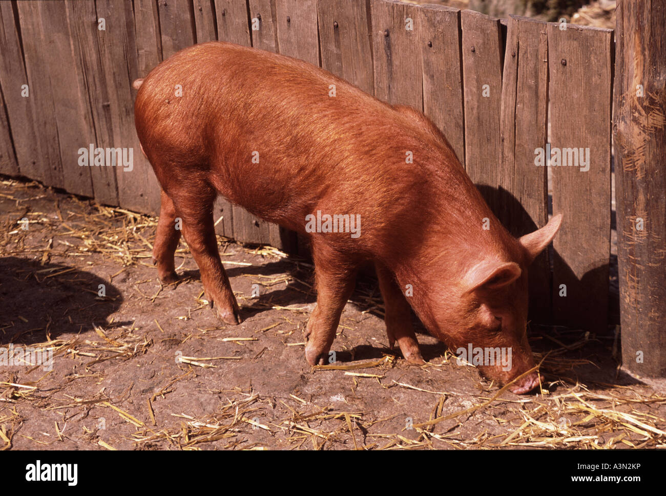 Dan burton tamworth pigs rare breed pig hi-res stock photography and ...
