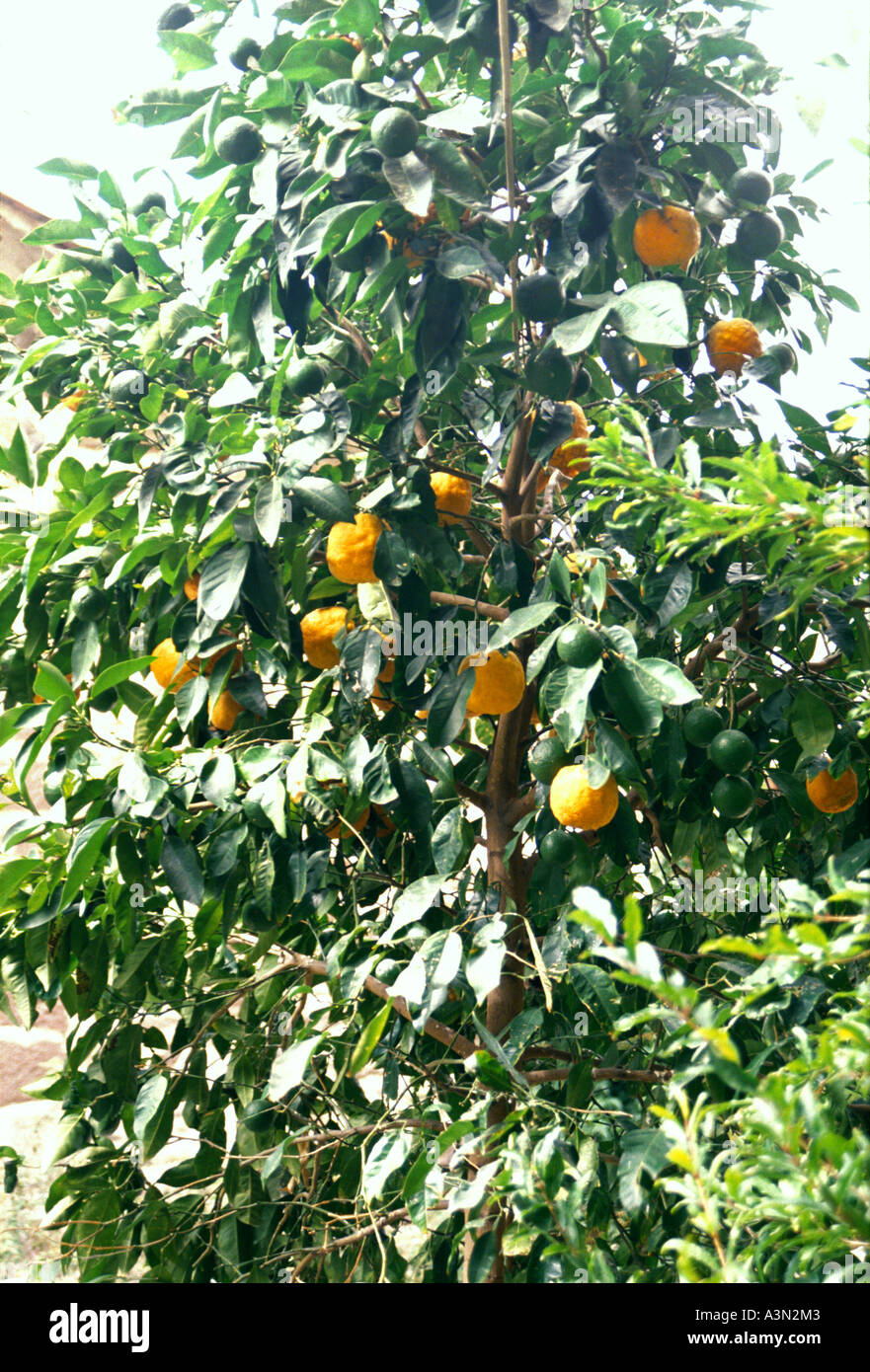 Orange groves greece hi-res stock photography and images - Alamy
