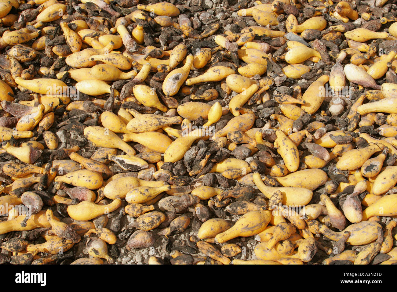 Miami Florida,Homestead,squash,decay,spoiled,produce,fruit,vegetable ...