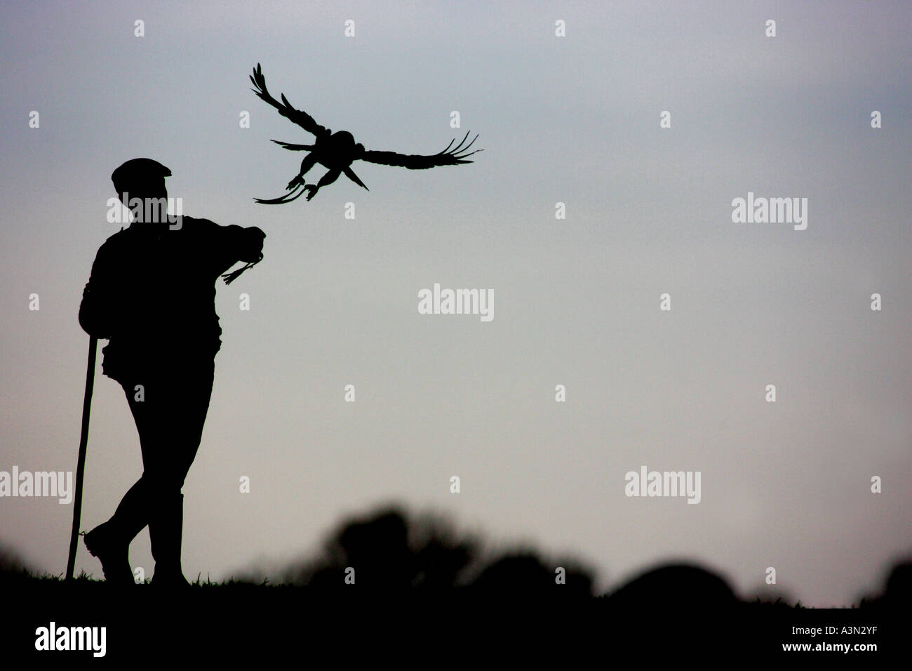 A falconer flies his red tailed hawk in the British countryside. A ...