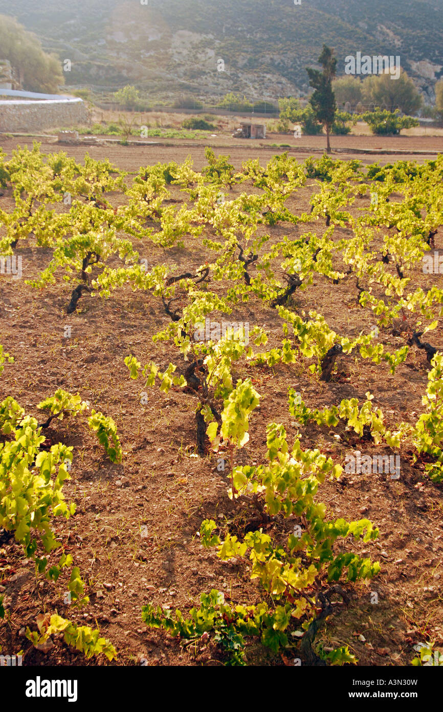 Vineyard and Grape vines at sunrise, Patmos Island, Dodecanese, Greece ...