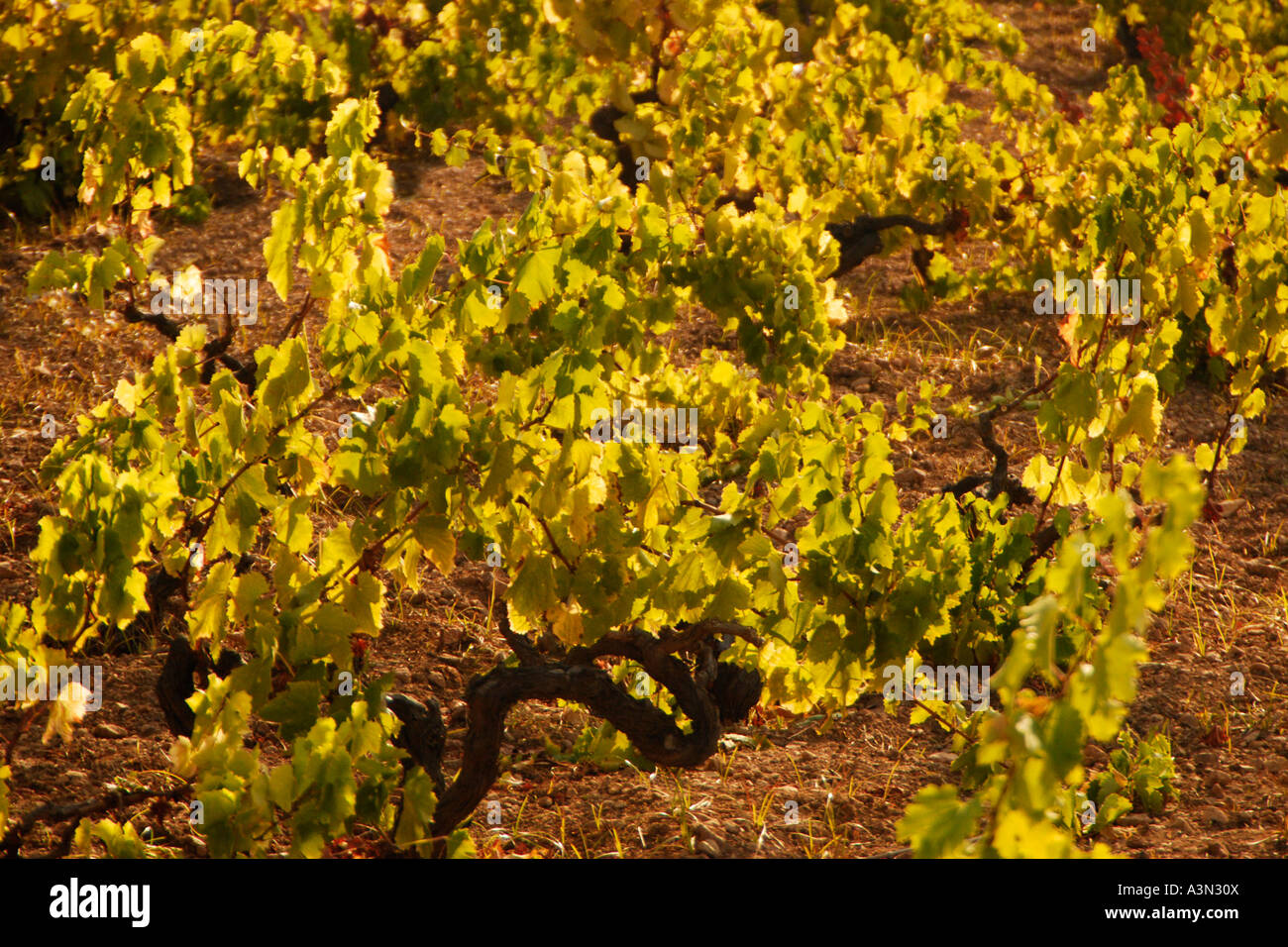 Vineyard and Grape vines at sunrise, Patmos Island, Dodecanese, Greece ...
