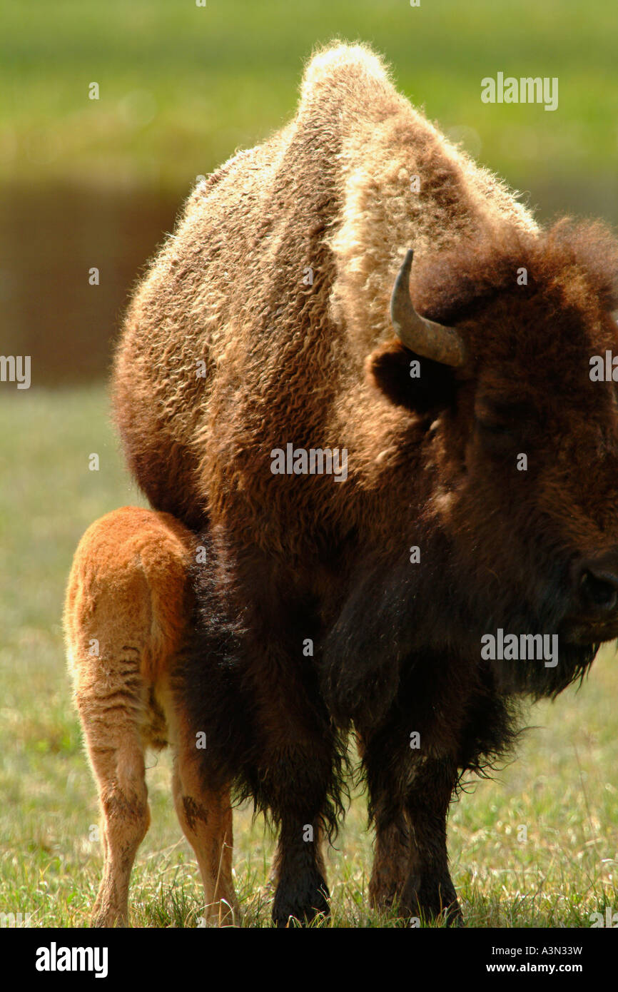 Baby Bison nursing from mother, Yellowstone National Park, Wyoming ...