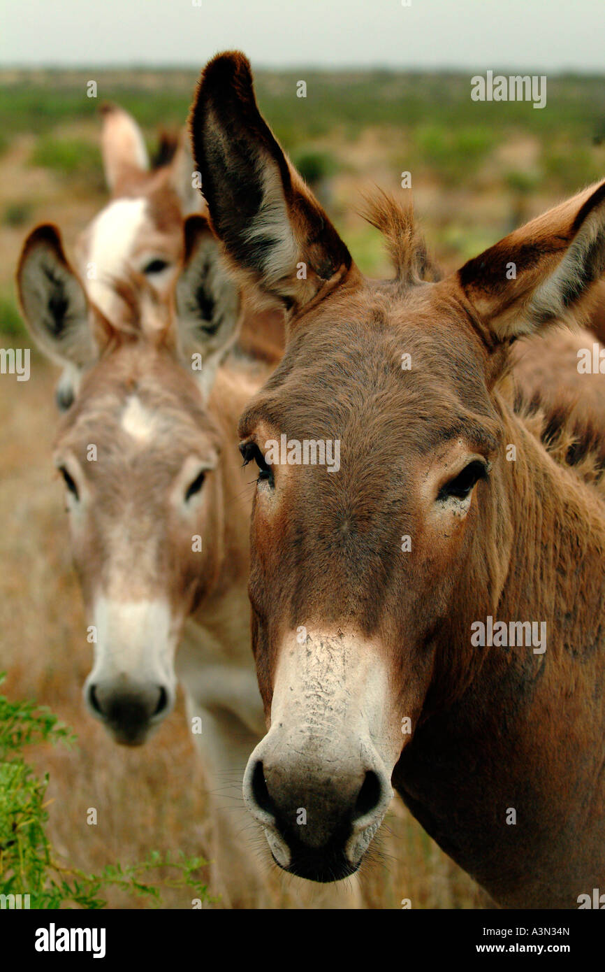 Wild Burros, New Mexico Stock Photo - Alamy