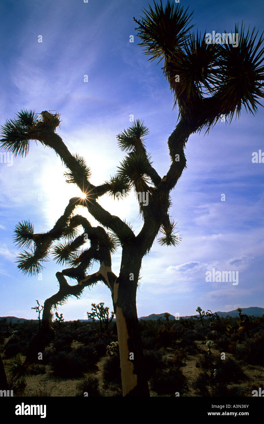 Flowering through thorns hi-res stock photography and images - Alamy