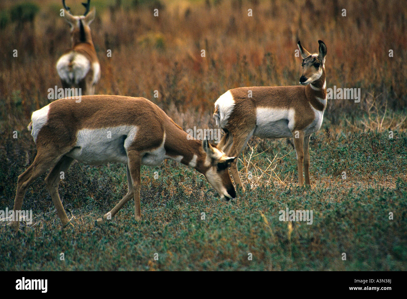 Pronghorn Antelope Antilocapra americana, Eastern Oregon Stock Photo ...