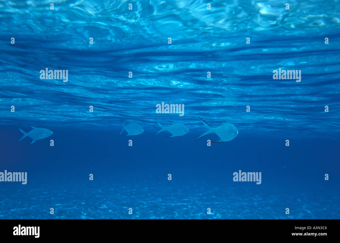 four fish under water Stock Photo - Alamy