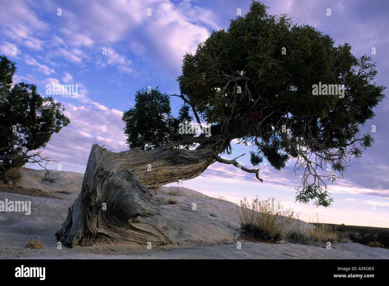 Desert Juniper Juniperus communis at sunset, Capitol Reef National Park ...