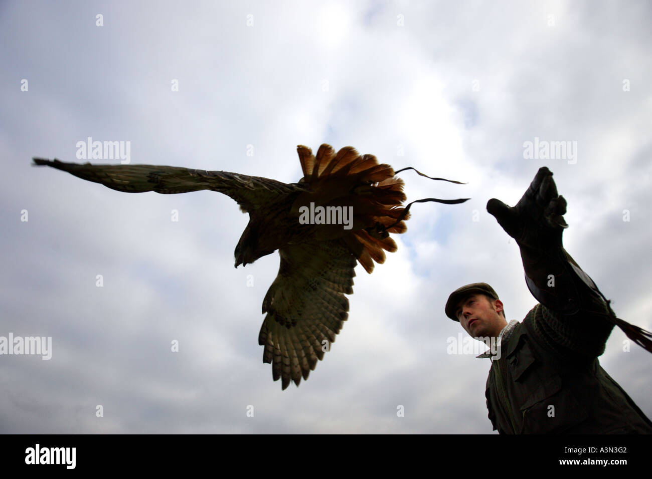 A falconer flies his red tailed hawk in the British countryside. A ...