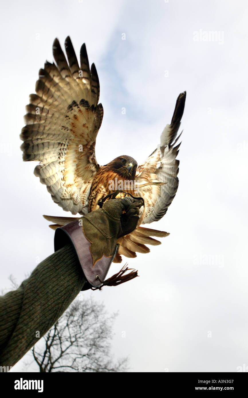 A falconer flies his red tailed hawk in the British countryside. A ...