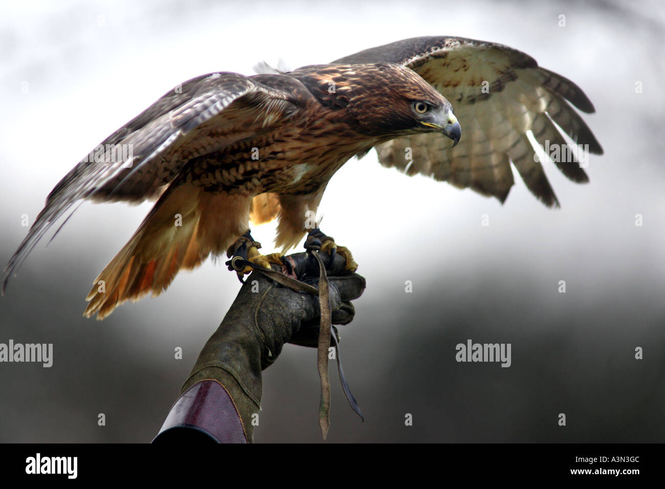 A falconer flies his red tailed hawk in the British countryside. A ...