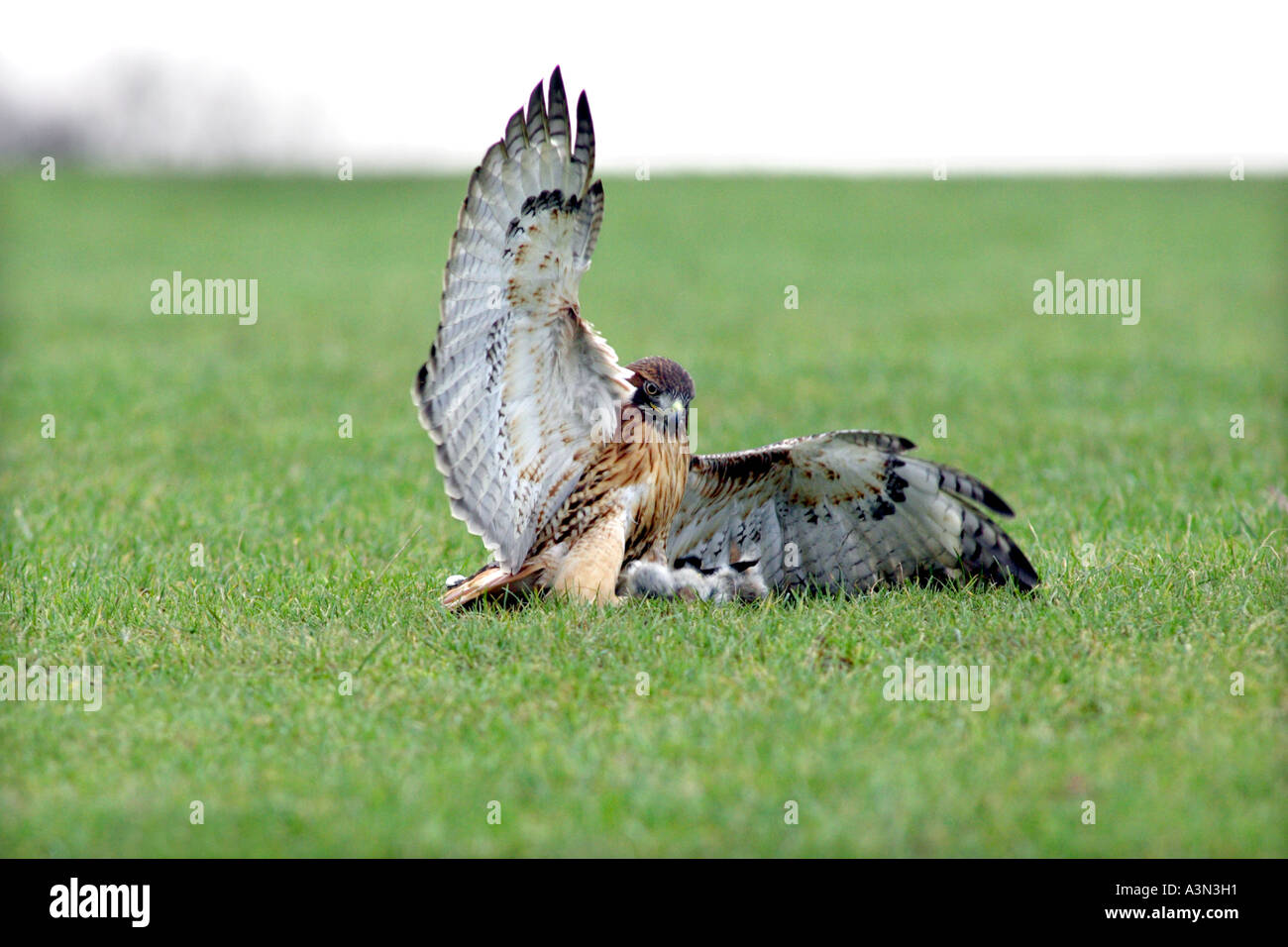 A falconer flies his red tailed hawk in the British countryside. A ...