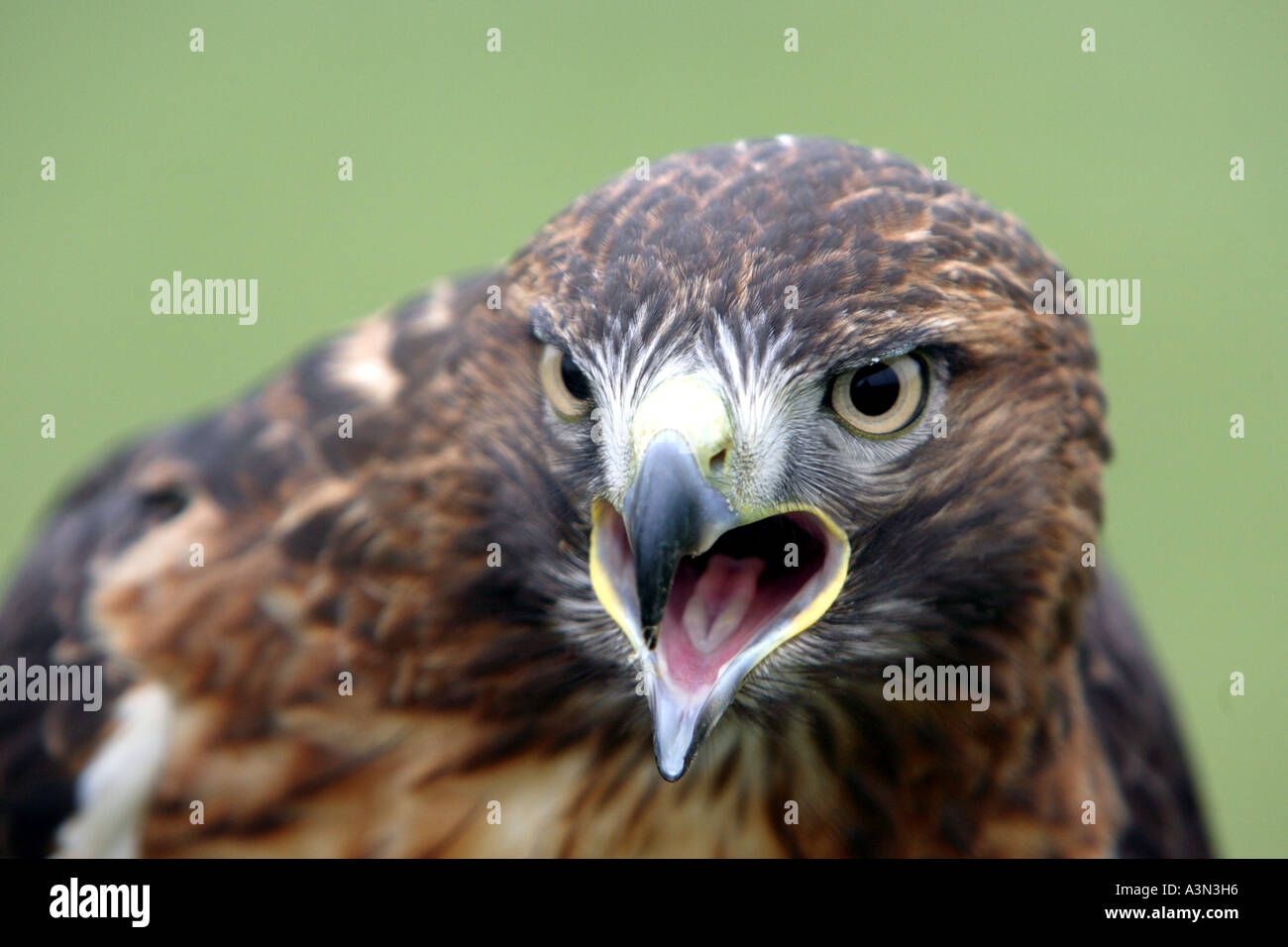 A falconer flies his red tailed hawk in the British countryside. A ...