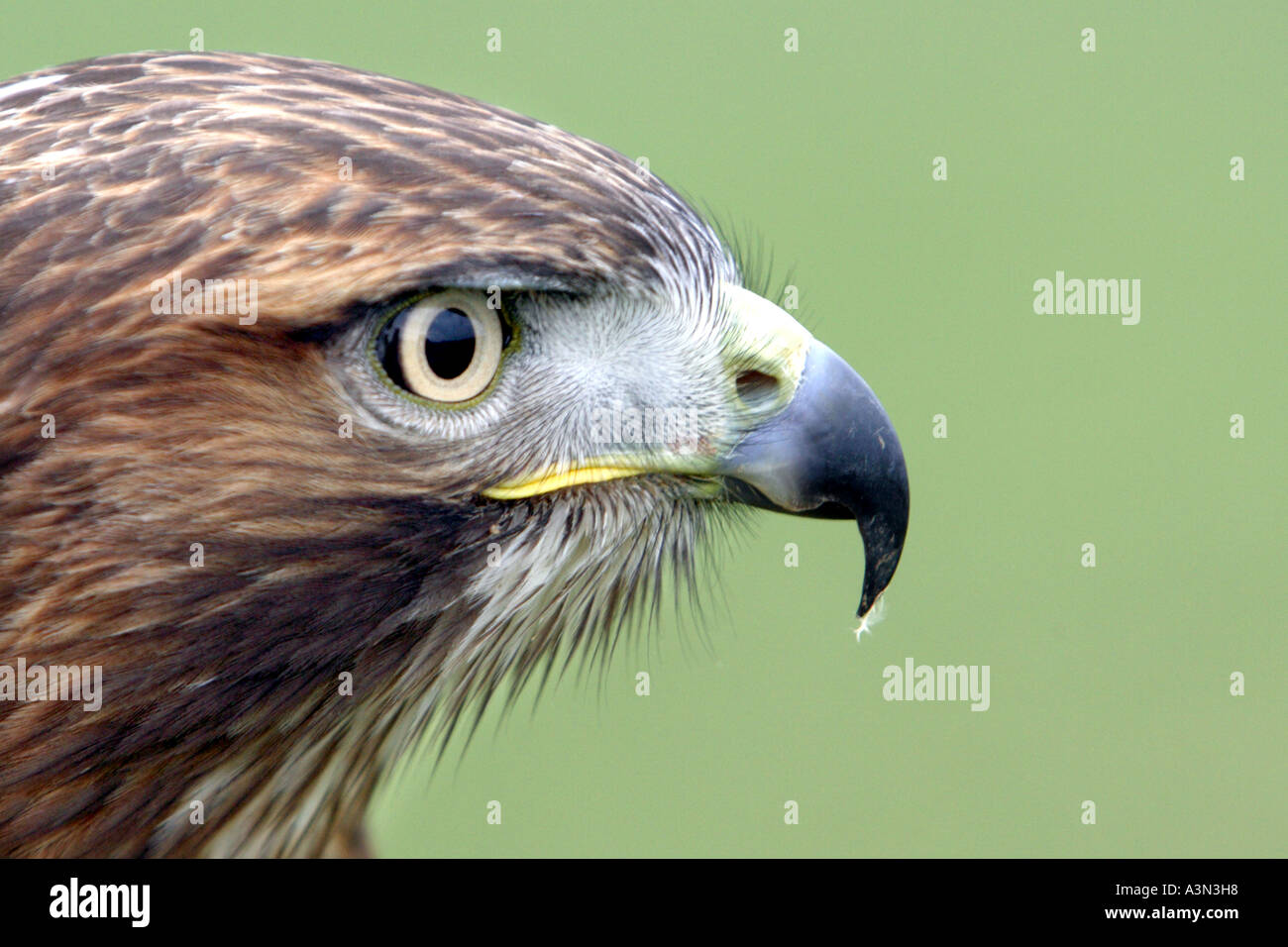 A falconer flies his red tailed hawk in the British countryside. A ...