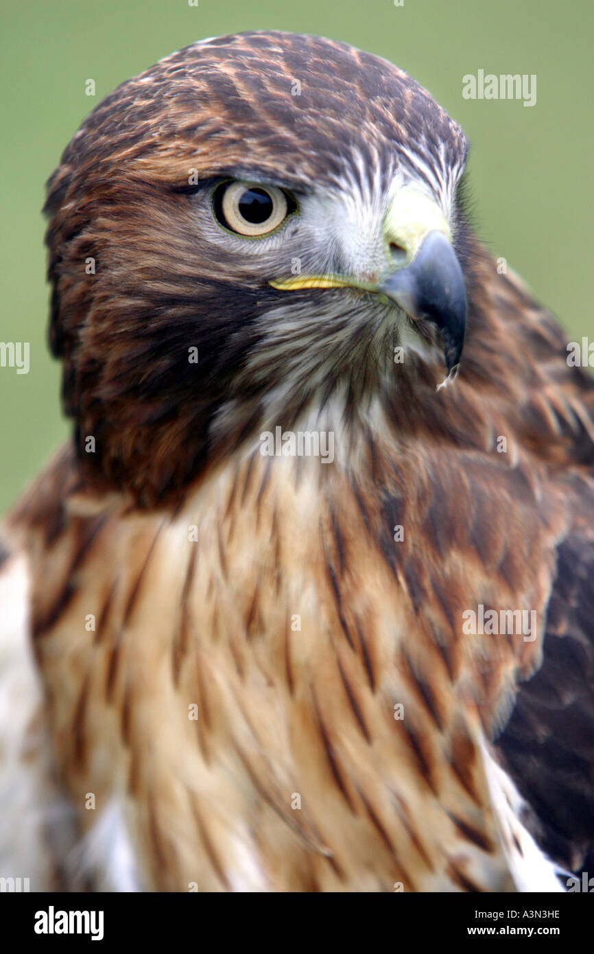 A falconer flies his red tailed hawk in the British countryside. A ...